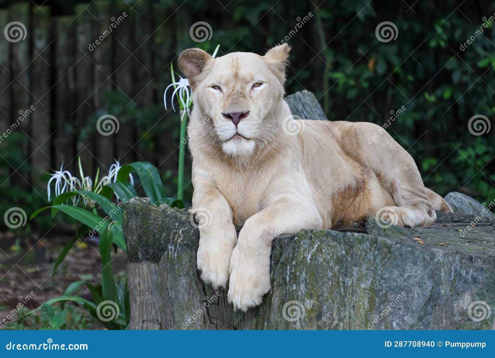 The Female Fat Lion is Rest Under Tree in Garden Stock Photo - Image of ...