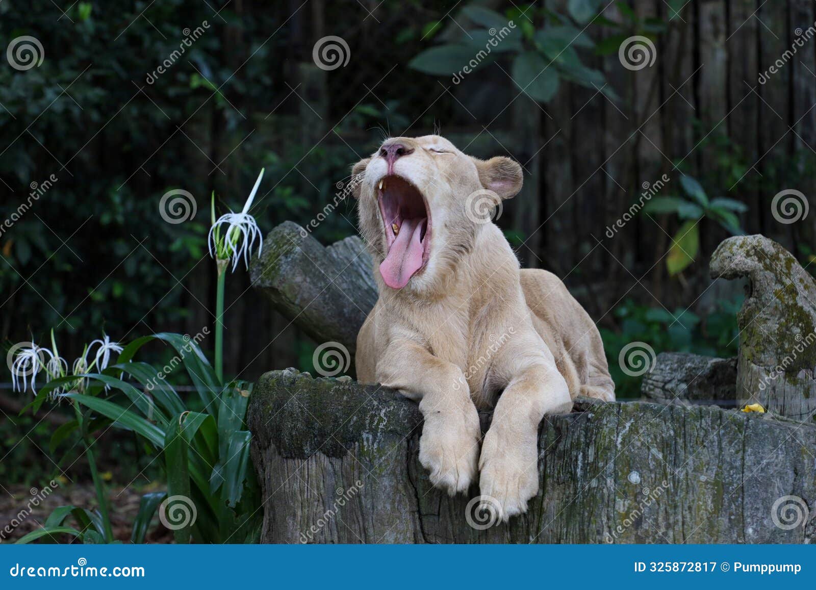 The Female Fat Lion is Rest Under Tree in Garden Stock Image - Image of ...