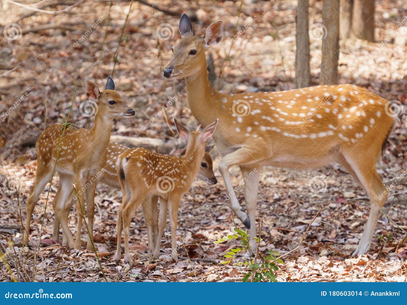 Female and fawn sika deer stock photo. Image of group - 180603014