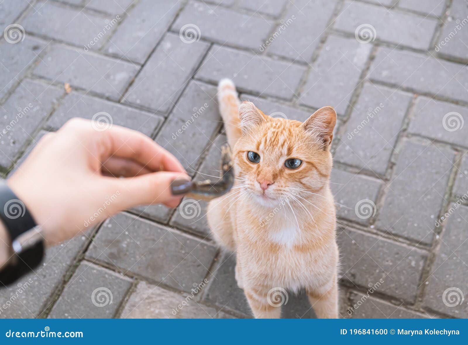 Female Feed Red-headed Cat with Roasted Fish Stock Photo - Image of ...