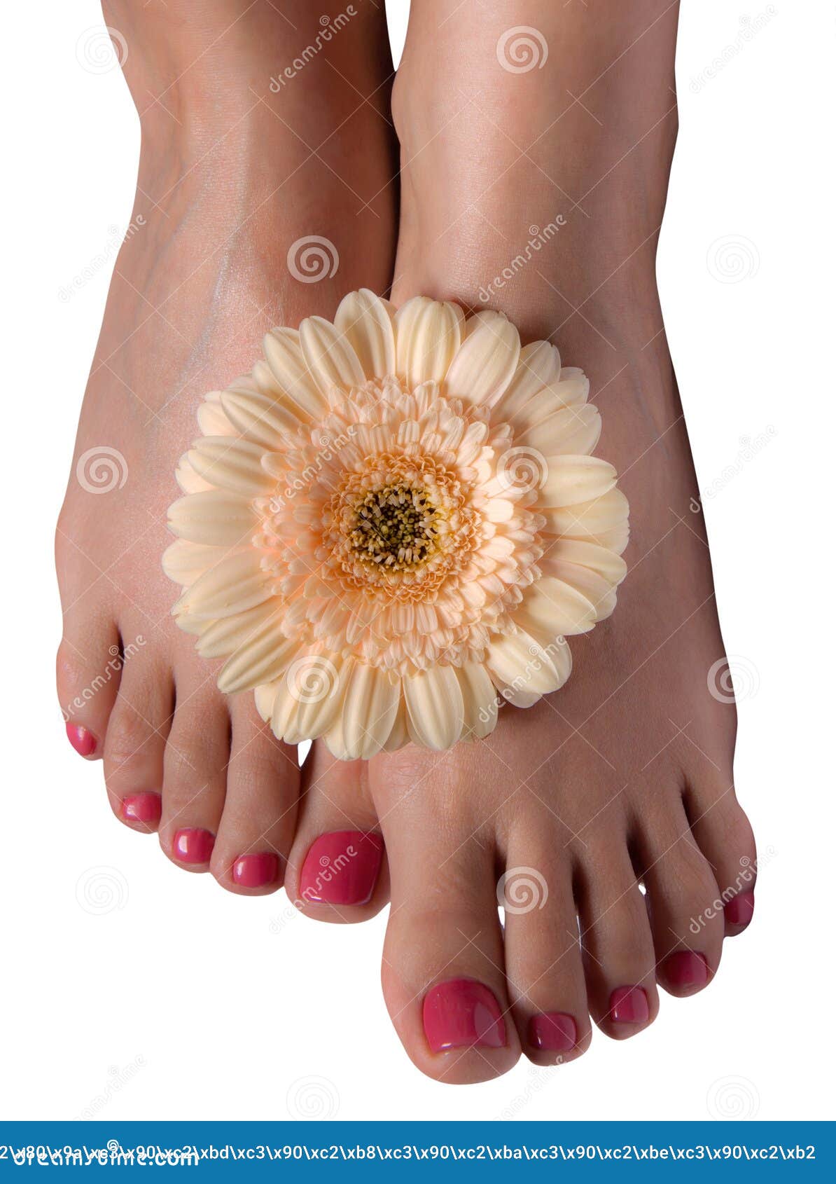 Female Feet with Flowers on White Background Stock Image - Image of ...