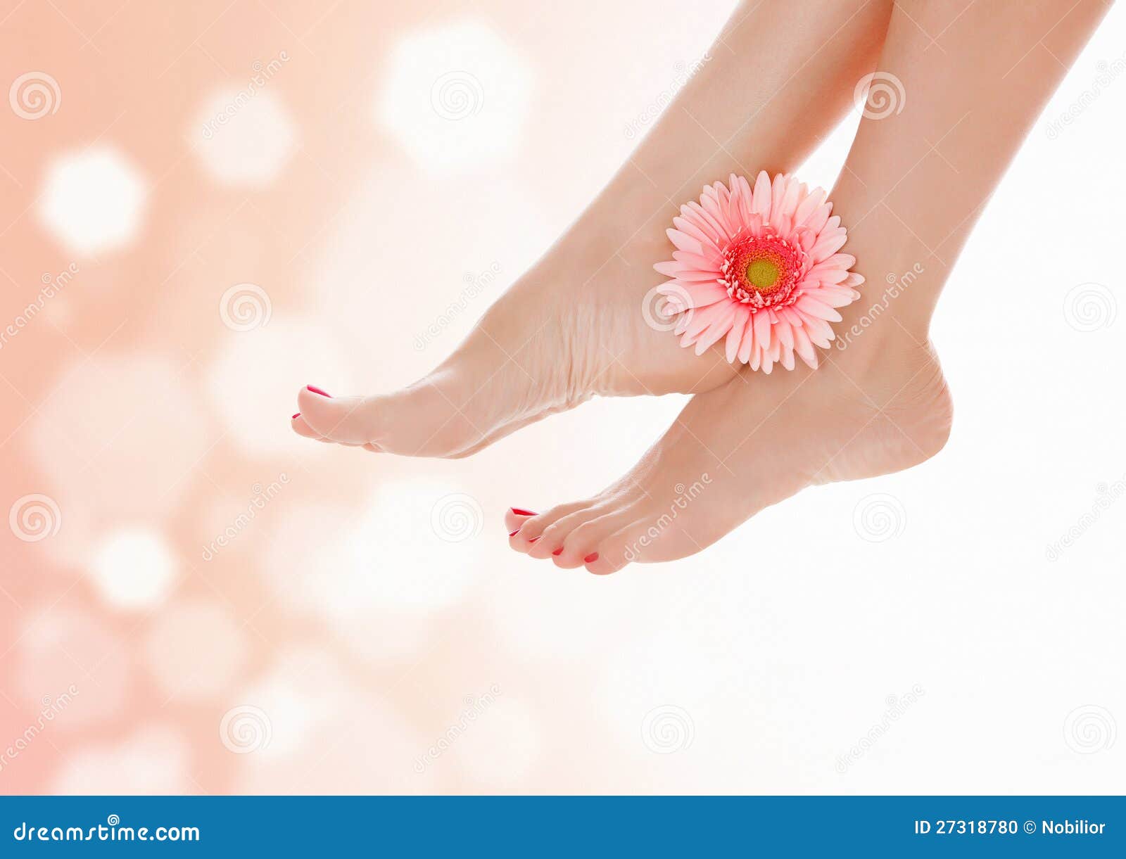 Female Feet With Pink Gerbera Flower Stock Photo - Image of lady ...