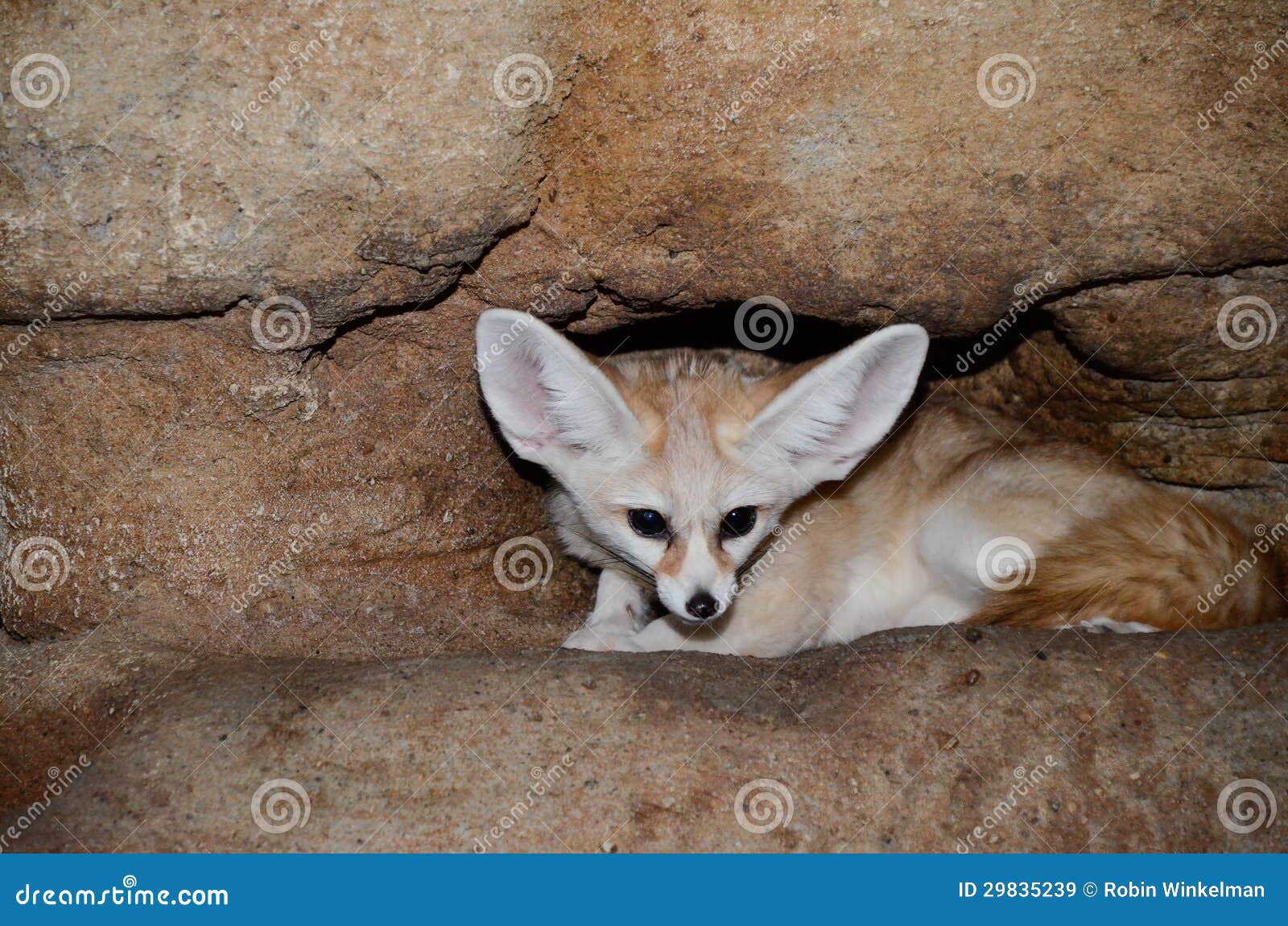 Fennec Fox Royalty Free Stock Images - Image: 29835239