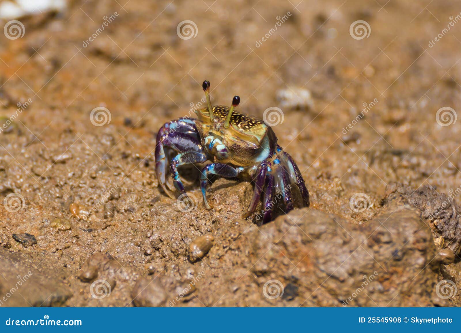 Female fiddler crab stock photo. Image of aquatic, blue - 25545908
