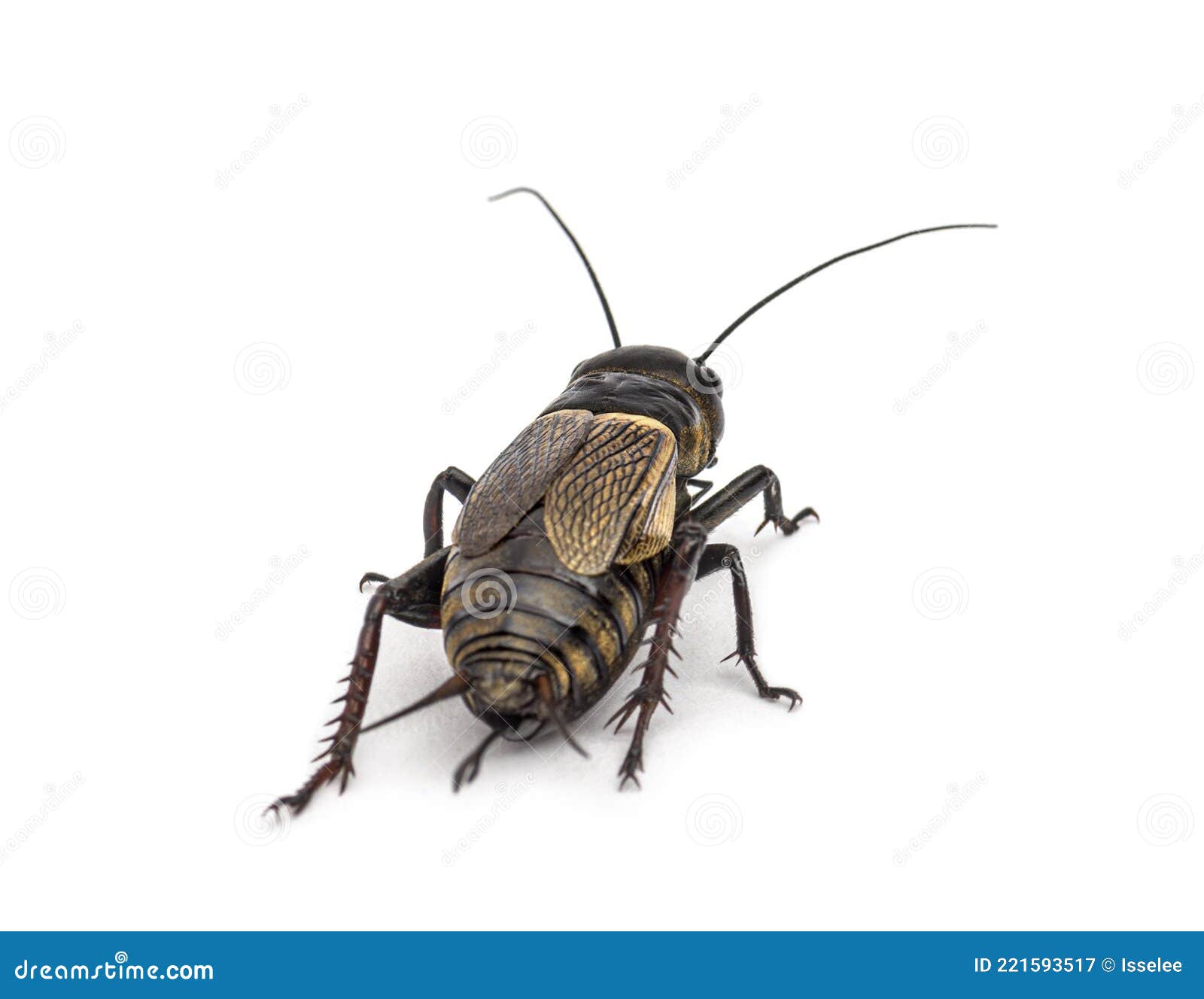 Female Field Cricket, Isolated Stock Image - Image of campestris, white ...