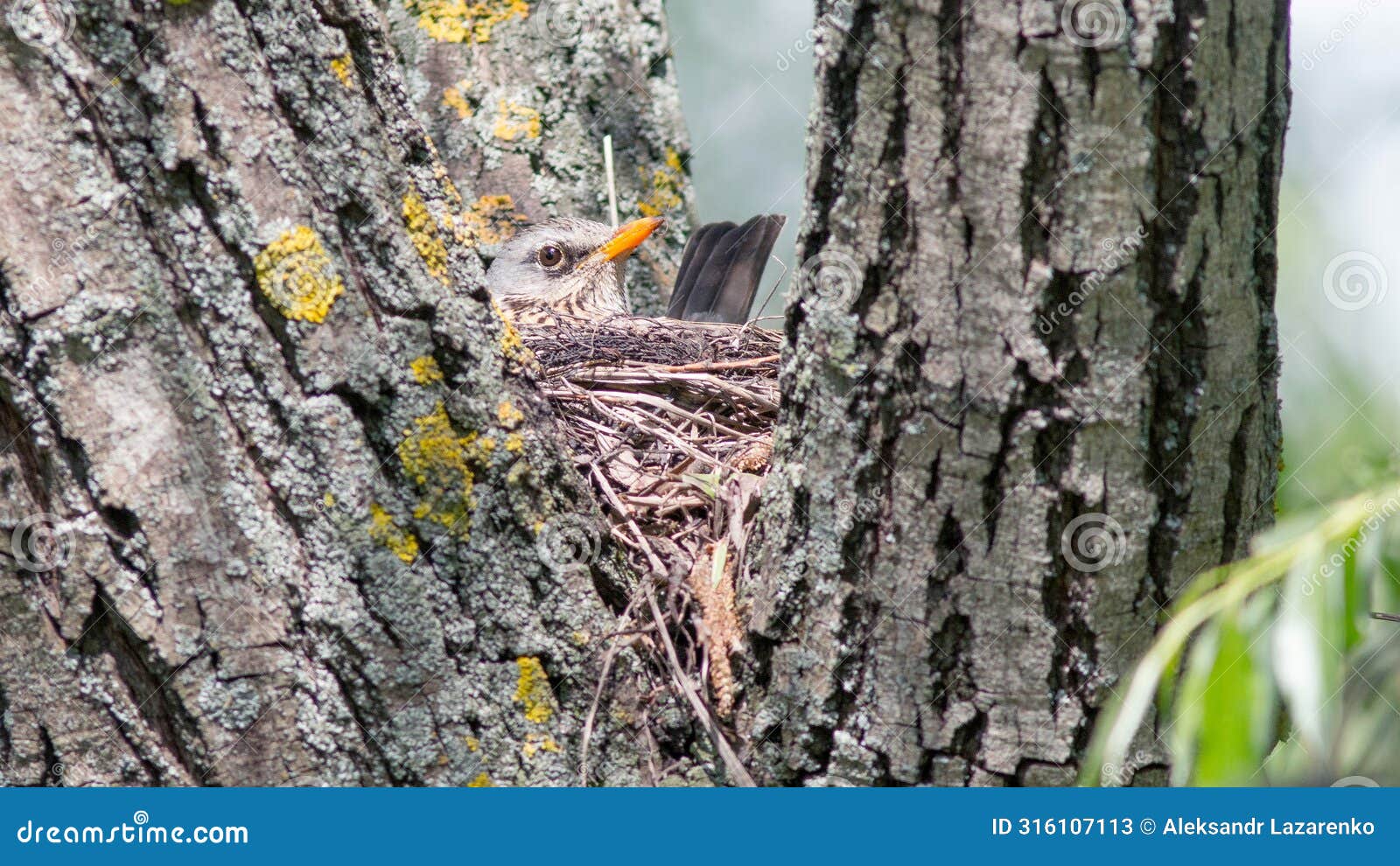 Female Fieldfare Thrush Hatches Eggs in a Nest in Spring Stock Image ...