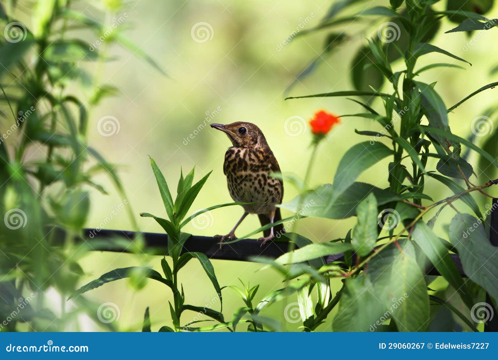 The Female Fieldfare (Turdus Pilaris) Stock Image - Image of ...