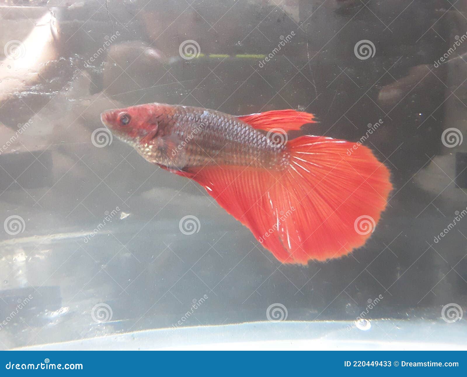 Female fighter fish stock image. Image of betta, fish - 220449433