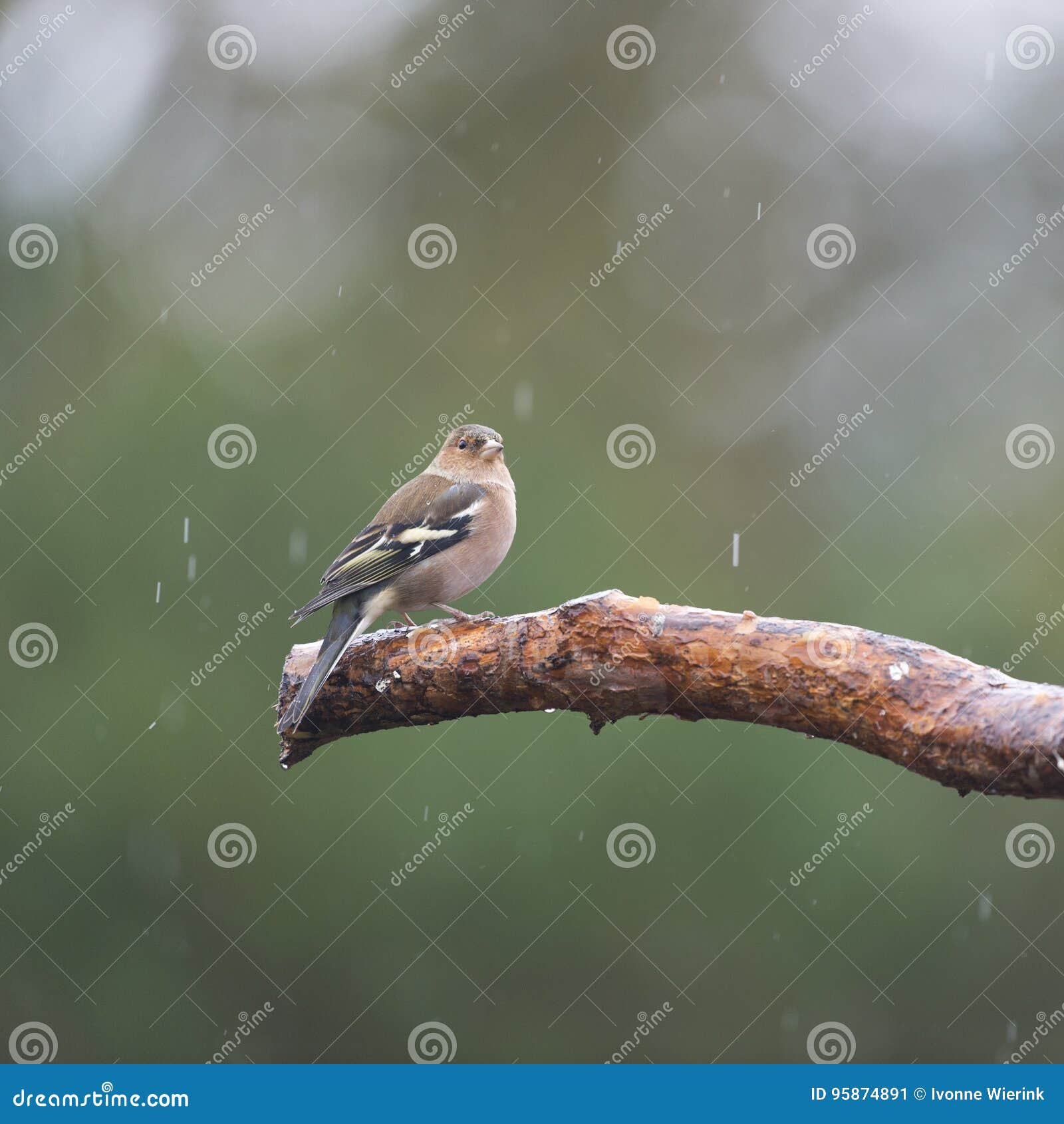 Female finch on branch stock image. Image of common, resting - 95874891