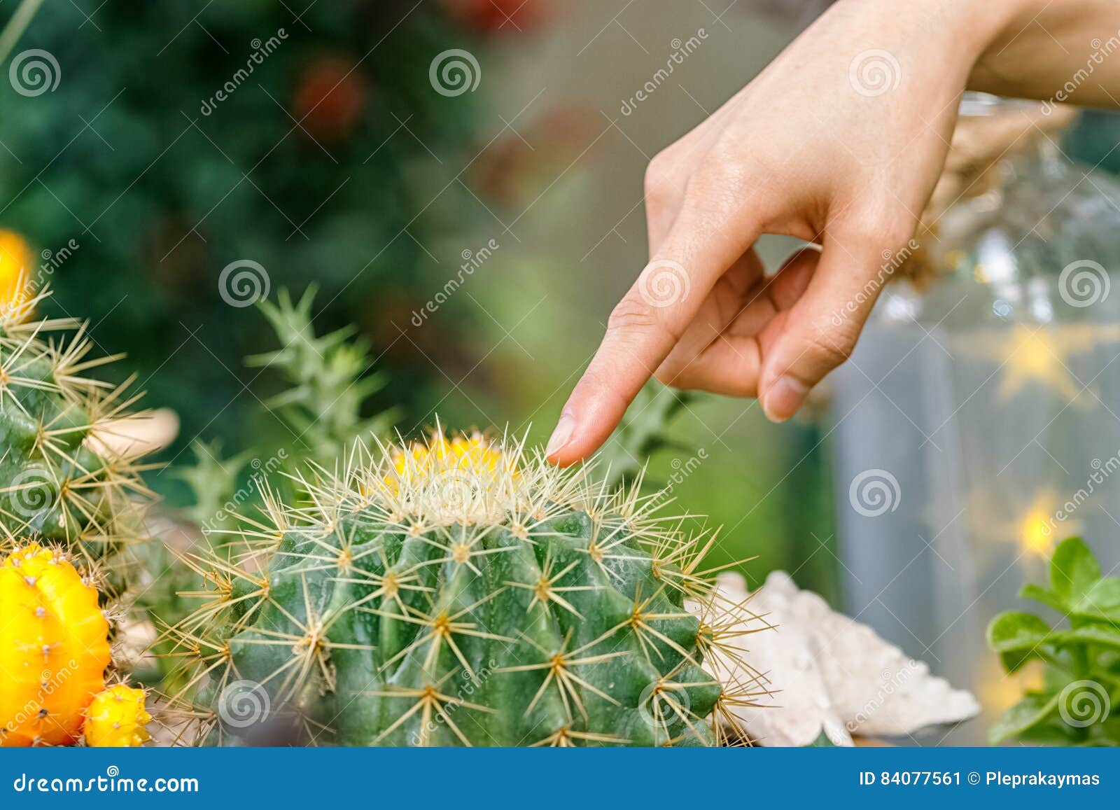 Female Finger Touching Prickly Green Cactus Stock Image - Image of ...