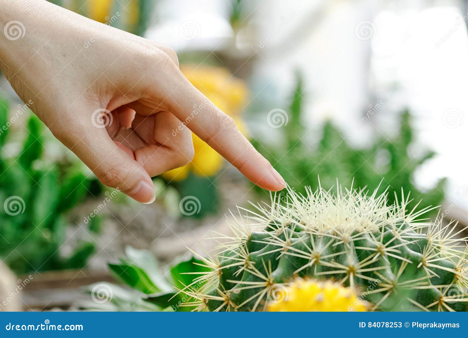 Female Finger Touching Prickly Green Cactus Stock Image - Image of ...