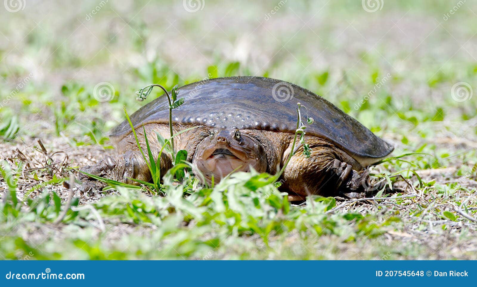 Female Florida Soft Shell Turtle Looking Surprised while Laying Eggs ...
