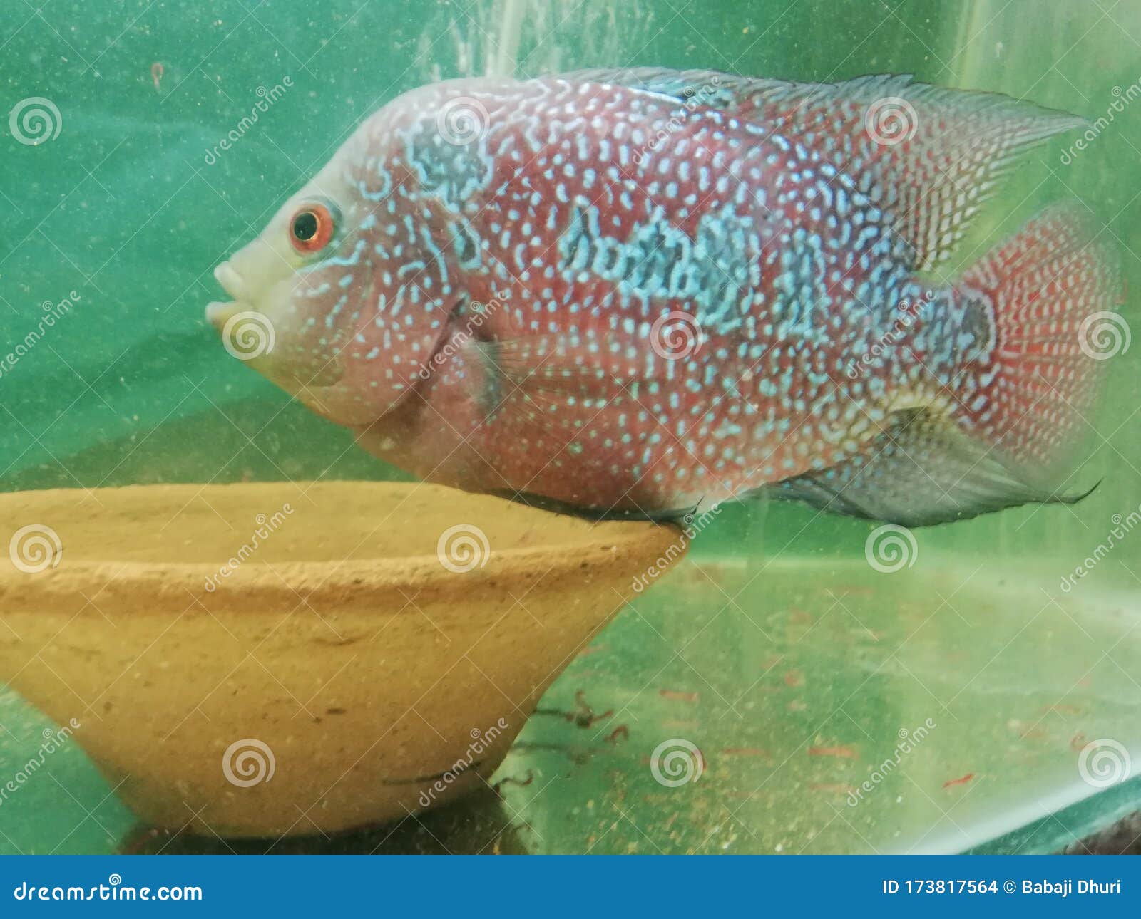 Female Flowerhorn Fish with Spots Red Colour Stock Photo - Image of ...
