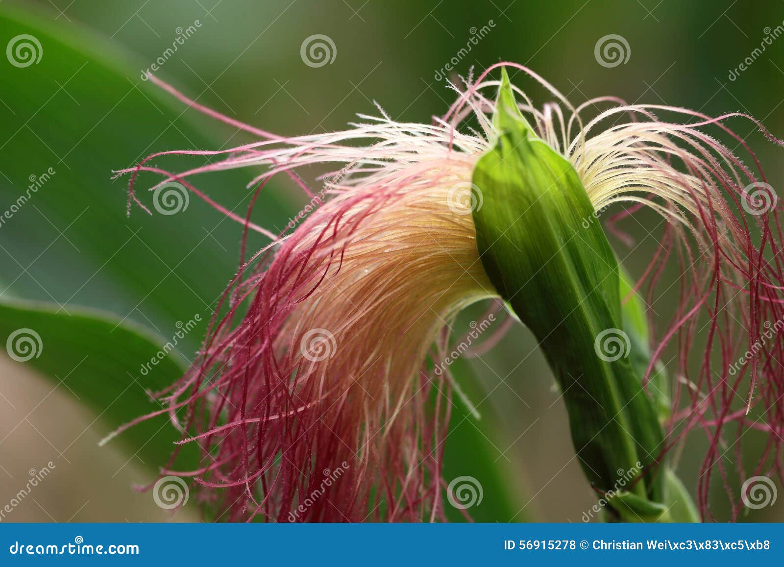 Female Flower of Maize stock photo. Image of maize, green - 56915278