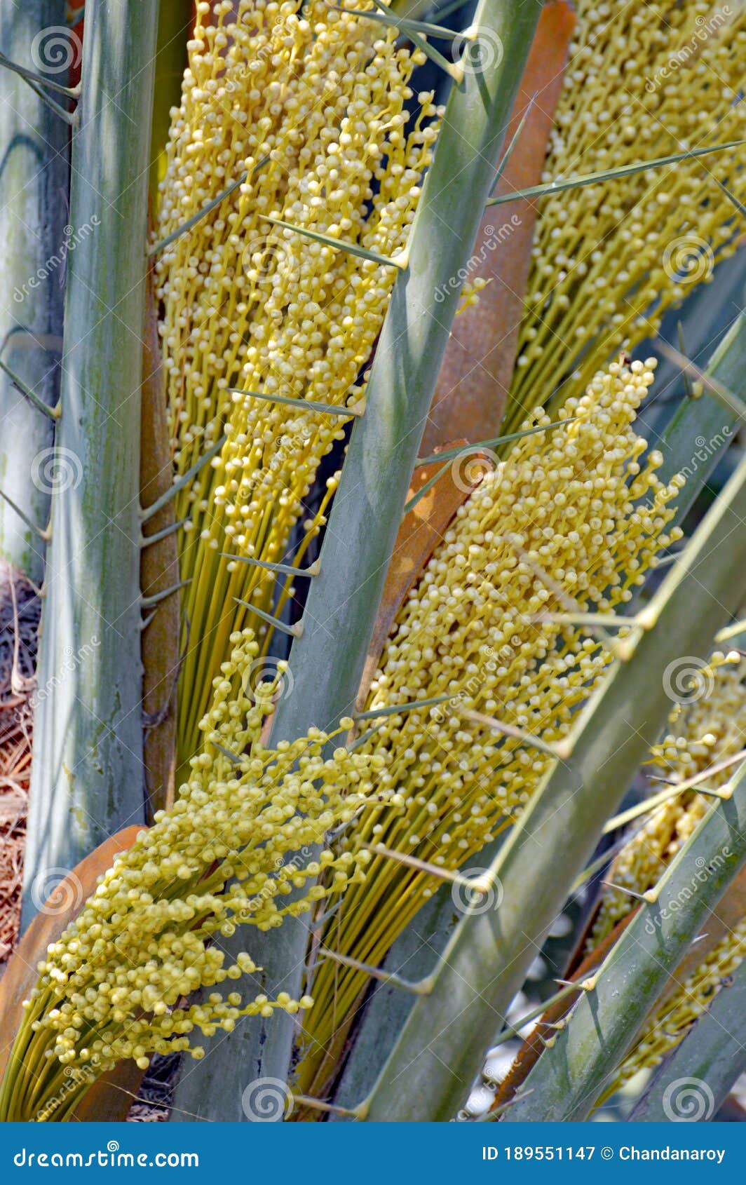 The Female Flowers of a Date Palm Stock Image - Image of life, fresh ...