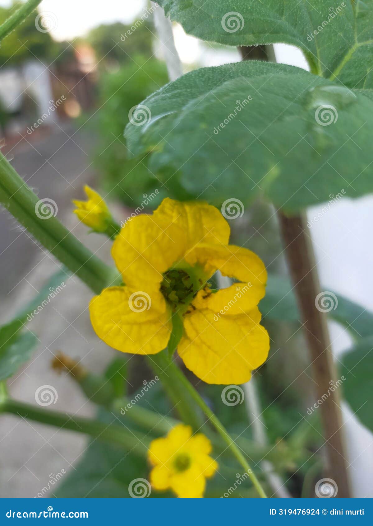 Female Flowers of Melon Plants Stock Photo - Image of green, flowers ...