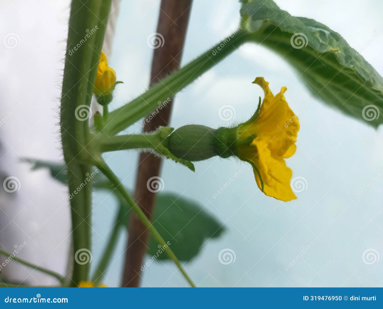 Female Flowers of Melon Plants Stock Photo - Image of melon, green ...