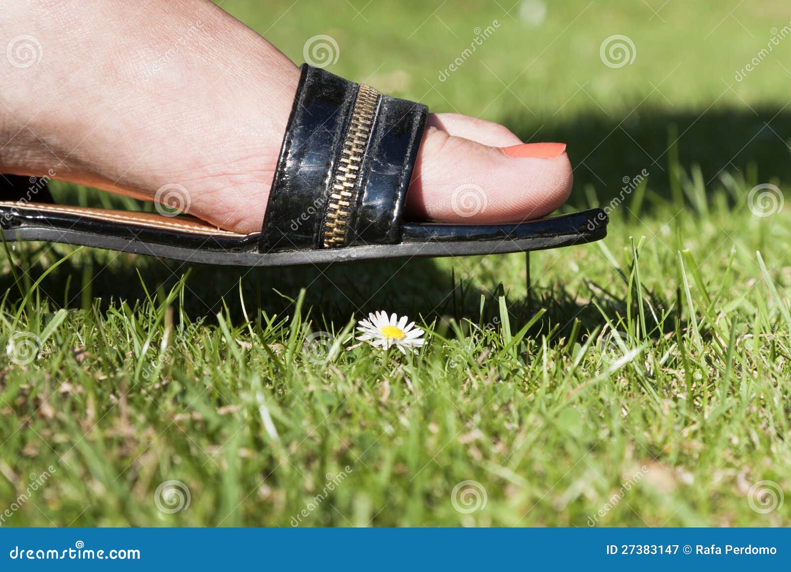 Female Foot Stepping on a Small Flower Stock Image - Image of green ...