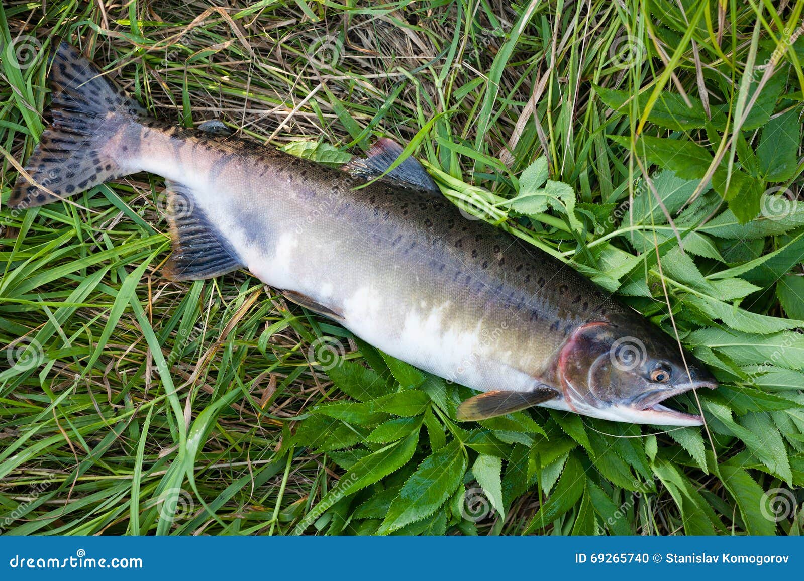 Female Freshly Caught Pink Salmon Lying on the Grass Stock Photo ...