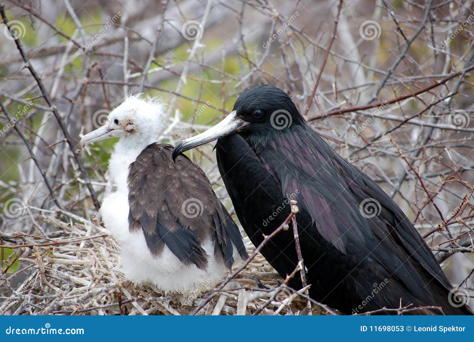 Female Frigate Bird with Chick. Stock Image - Image of pretty, biology ...