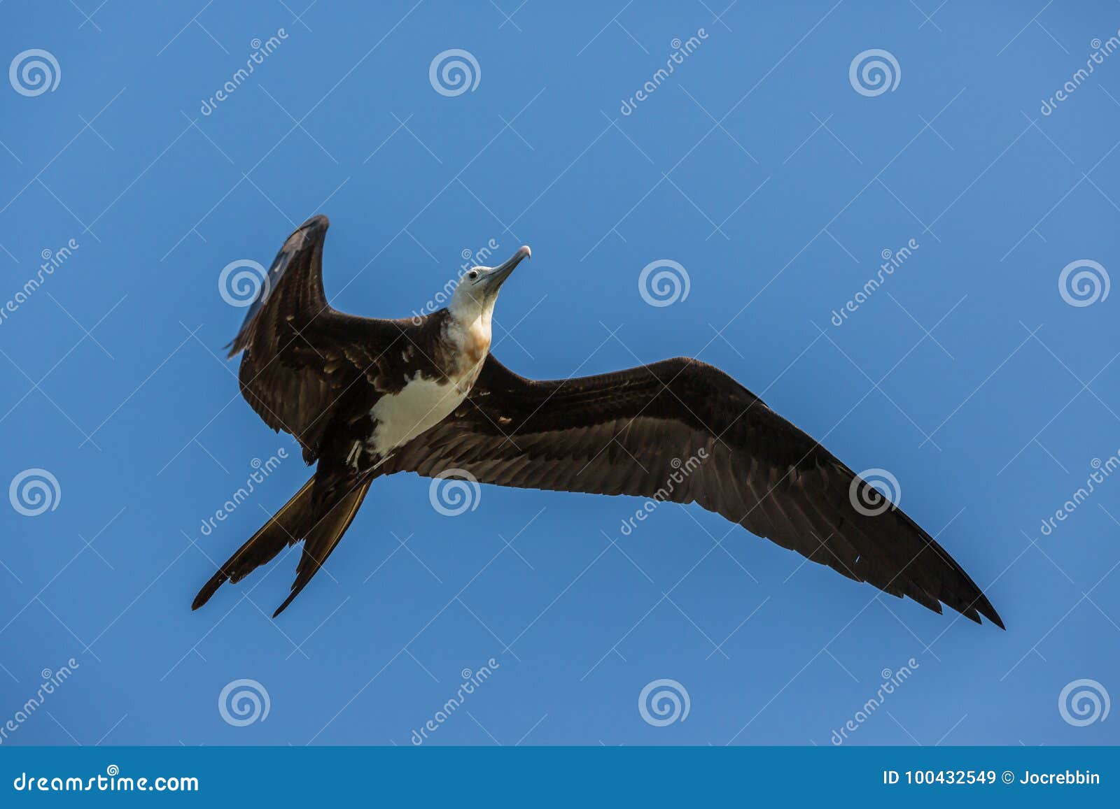Female Frigate Bird Feeding Stock Photography | CartoonDealer.com #66993020
