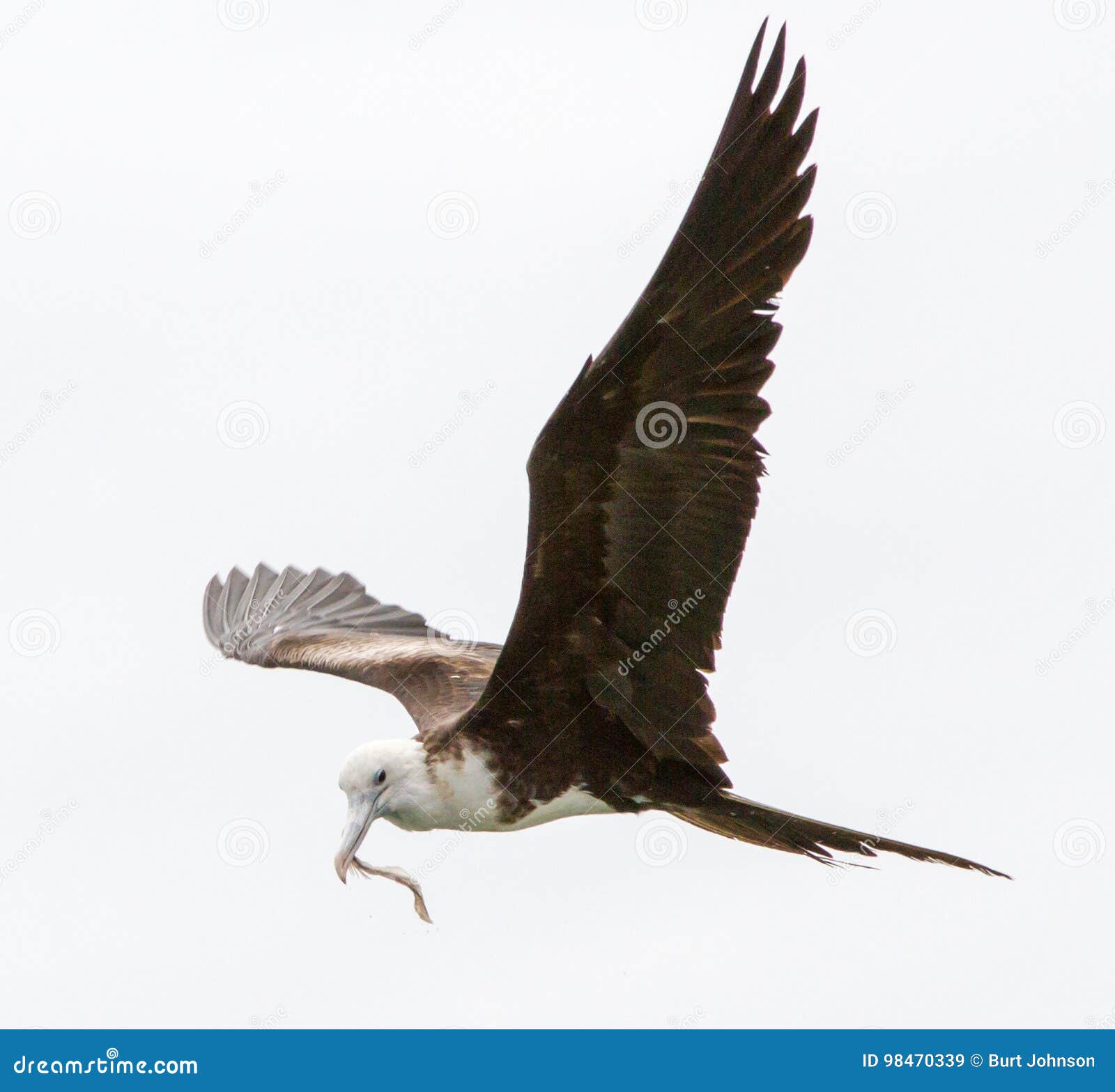 Female Frigate Bird Returning Stock Image - Image of great, white: 98470339