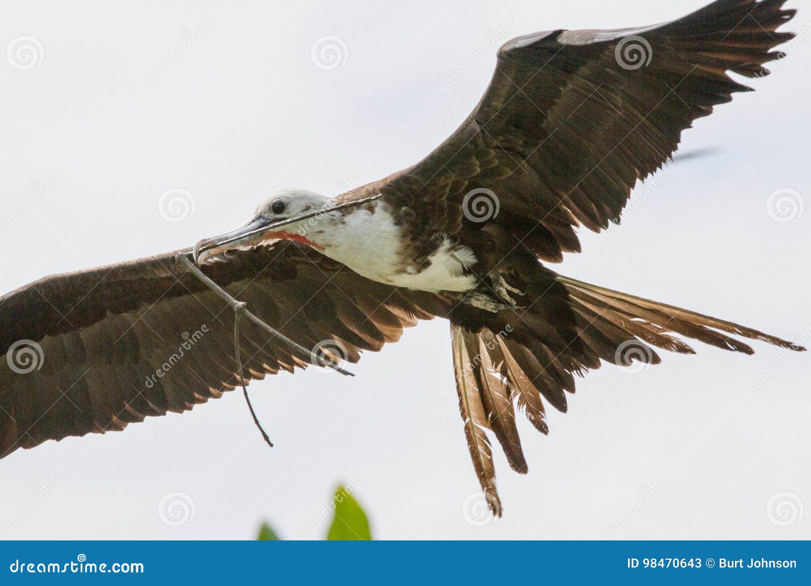Female Frigate Bird Returning Stock Image - Image of water, white: 98470643