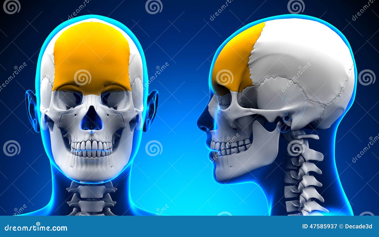Female Frontal Bone Skull Anatomy - Blue Concept Stock Illustration ...
