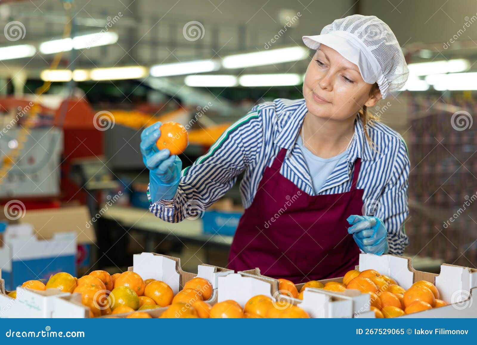 Female Fruit Sorting Factory Employee Checking Tangerines in Boxes ...