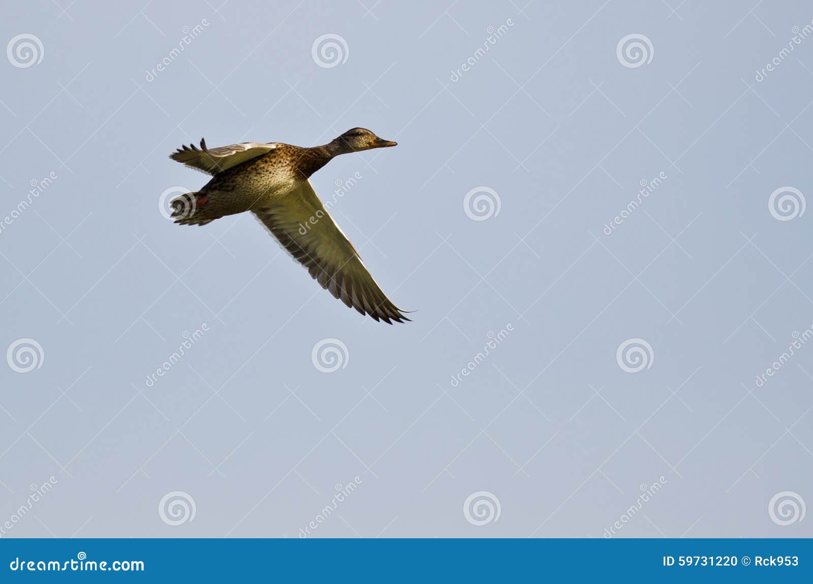 Female Gadwall Flying in a Blue Sky Stock Photo - Image of nature ...