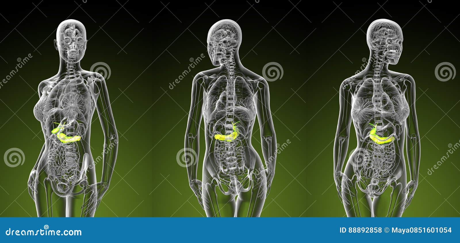 Female Gallbladder and Pancreas Stock Illustration - Illustration of ...
