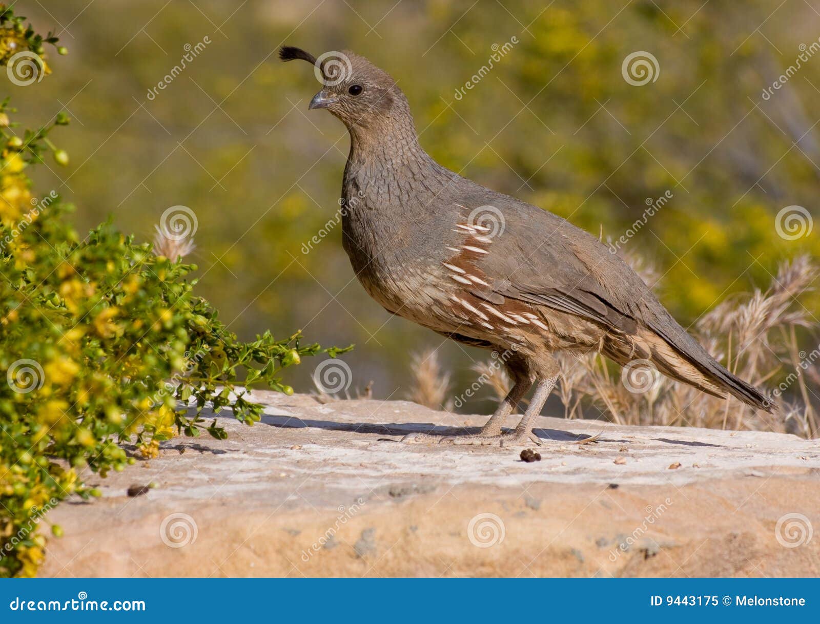 Female Gambel s Quail stock image. Image of desert, rock - 9443175