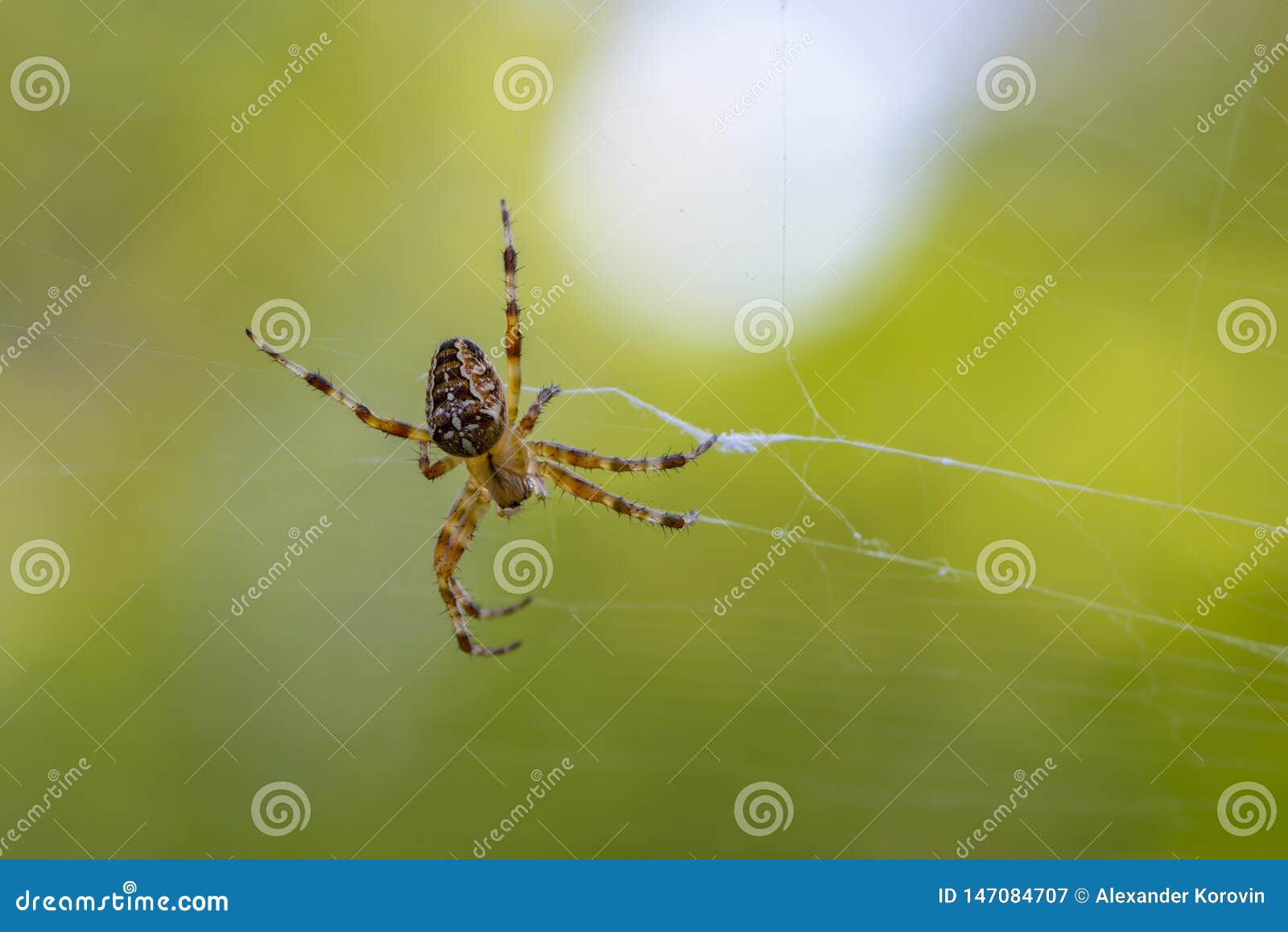 Female of the Garden-spider Sits in the Center of Its Web Stock Image ...