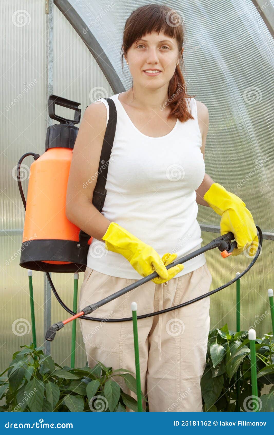 Female Gardener Spraying Pepper Plant Stock Photo - Image of female ...