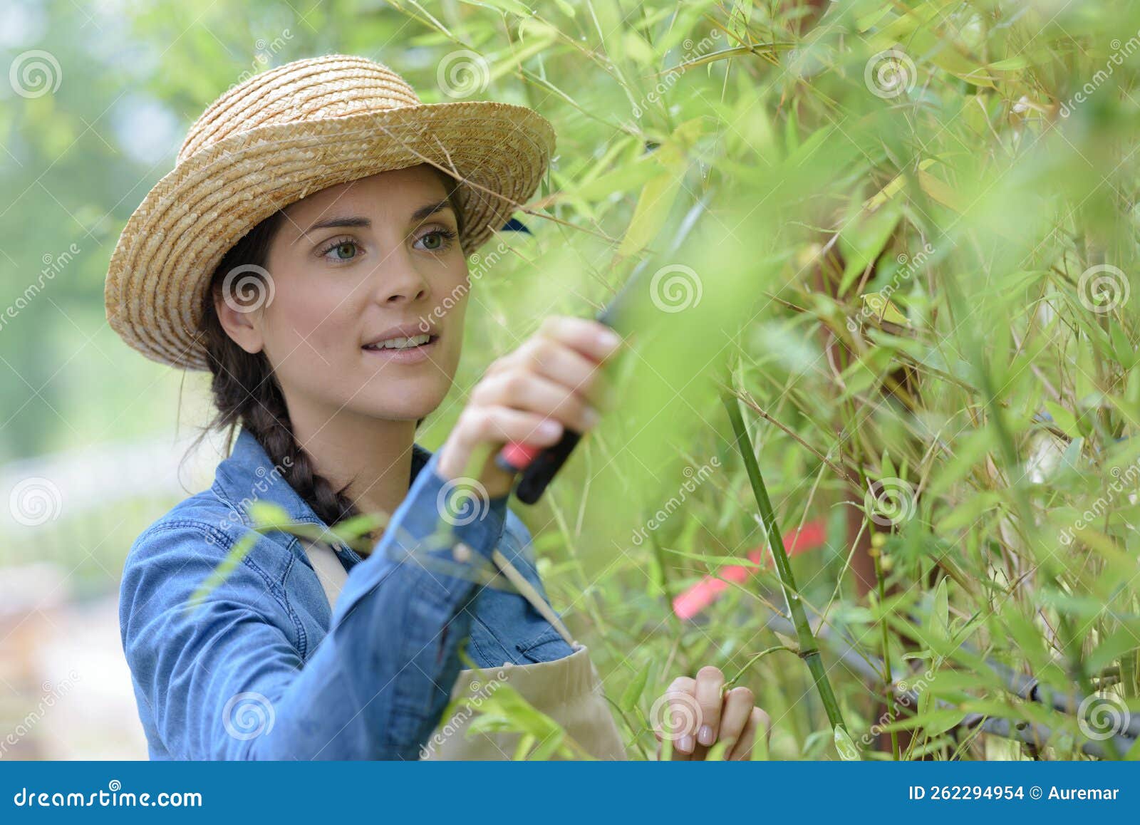 Female Gardener Trimming Plant Stock Photo - Image of equipment, plant ...