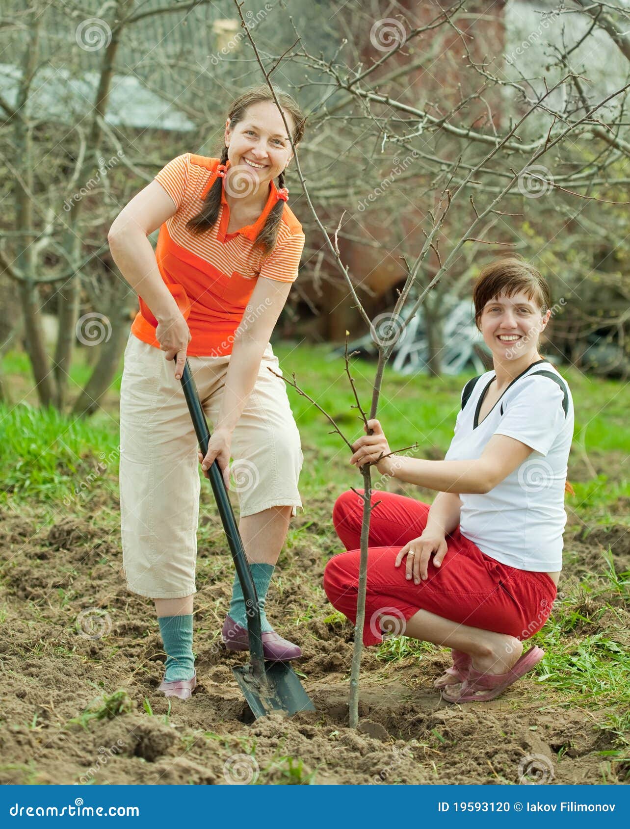 Female Gardeners Planting Tree Stock Photo - Image of plant, gardener ...