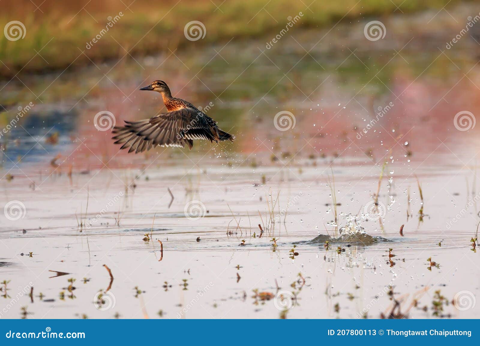 Female Garganey Spatula Querquedula Flying on Water in Winter. Stock ...