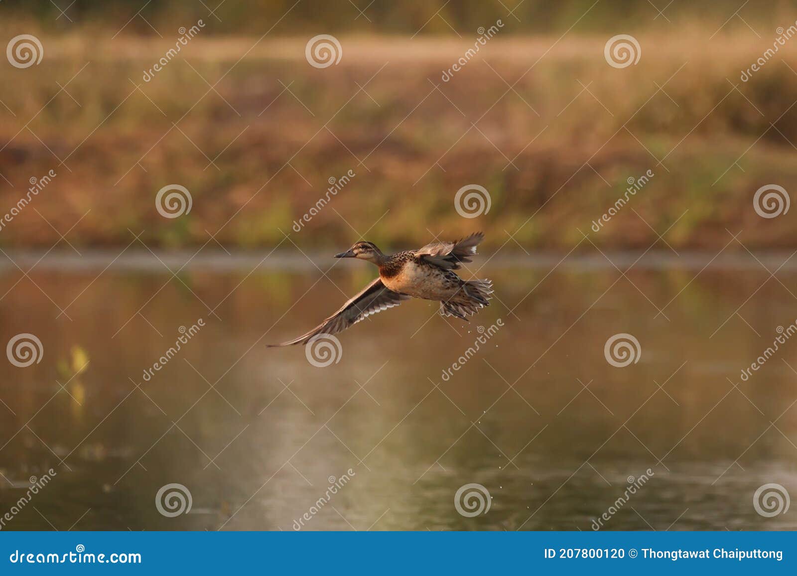 Female Garganey Spatula Querquedula Flying on Water in Winter. Stock ...