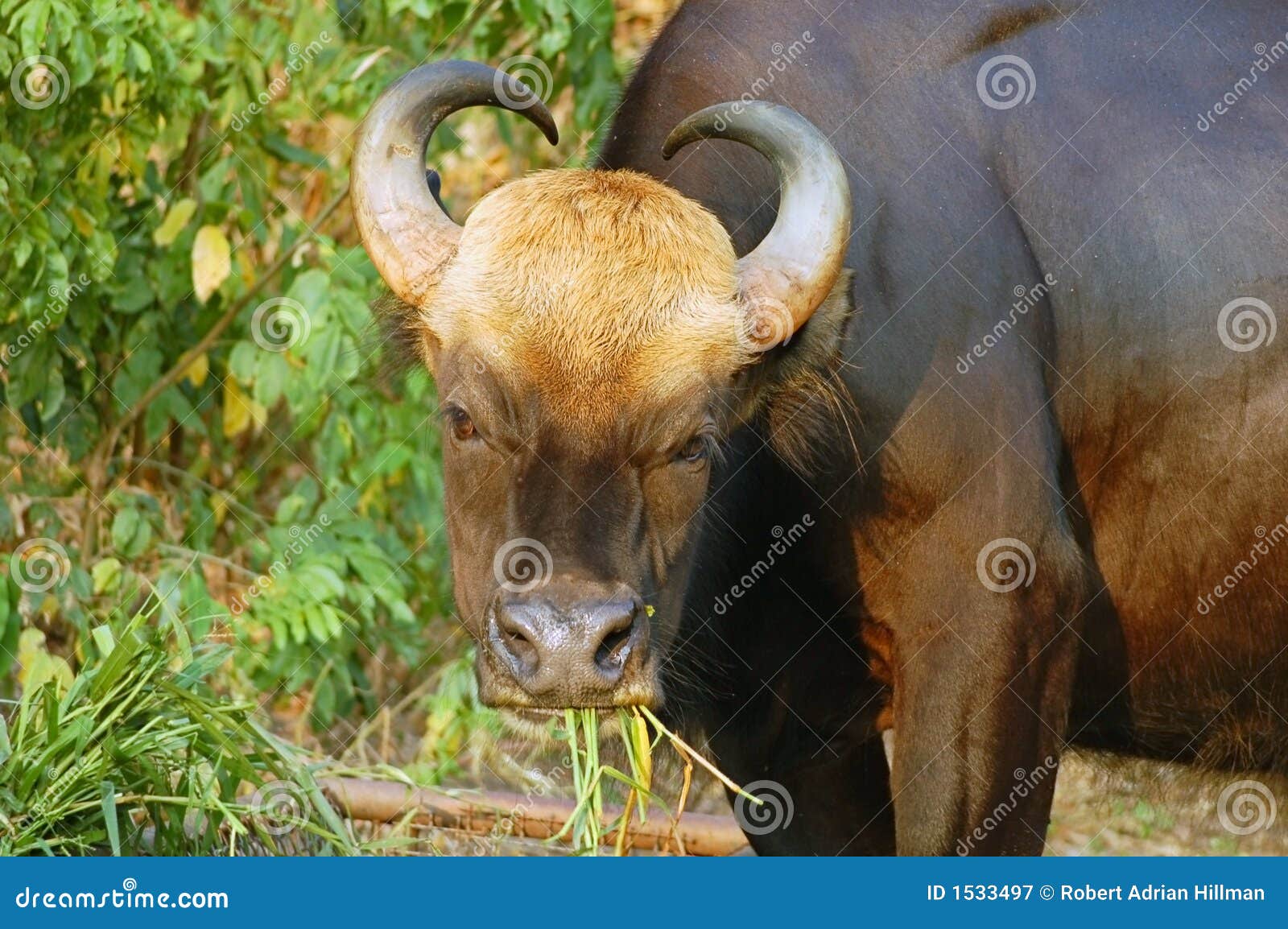 Female gaur stock image. Image of oriental, graze, wildlife - 1533497