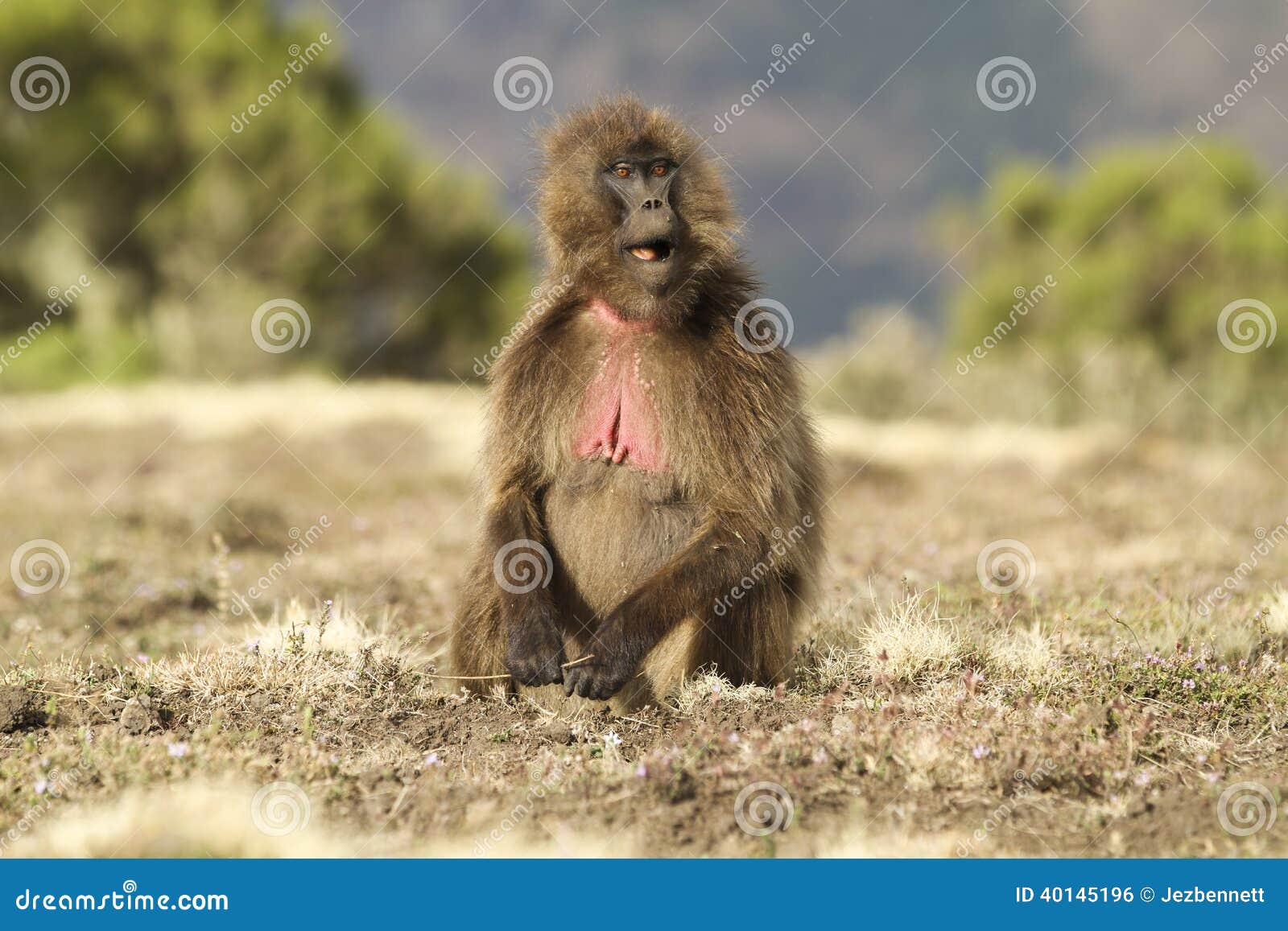 Female Gelada Baboon (Heropithecus Gelada) Stock Photo - Image of ...