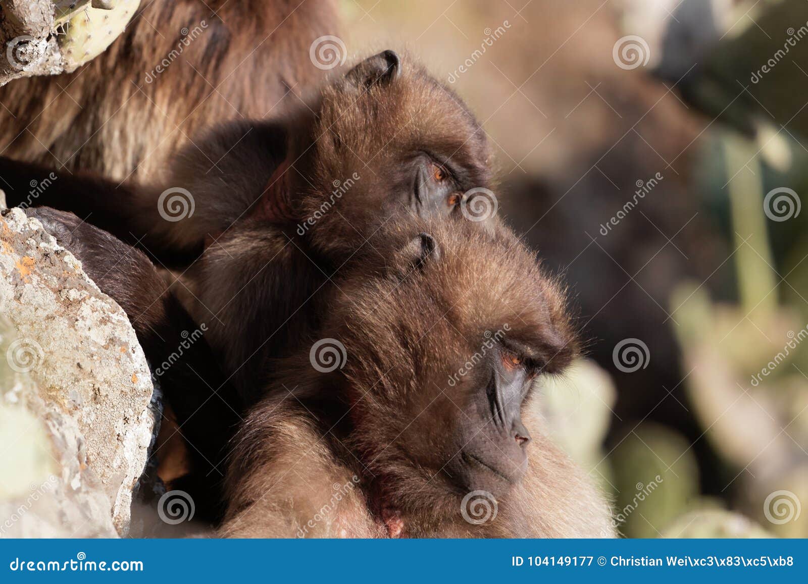 Female Gelada Baboon Theropithecus Gelada in Ethiopia. Stock Image ...