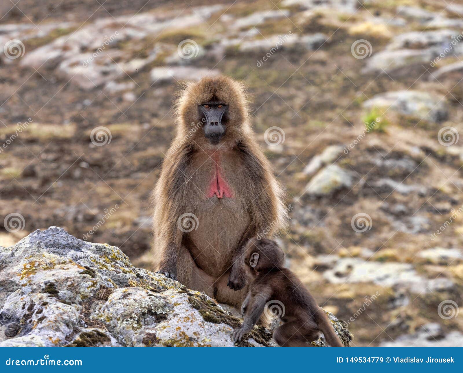 Female Gelada, Theropithecus Gelada, in Simien Mountains of Ethiopia ...