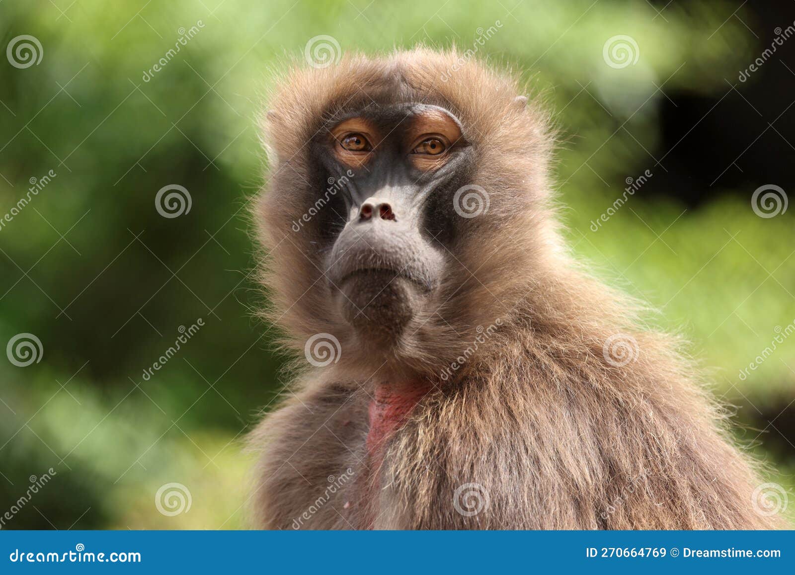 Female Gelada (Theropithecus Gelada) Stock Image - Image of nature ...