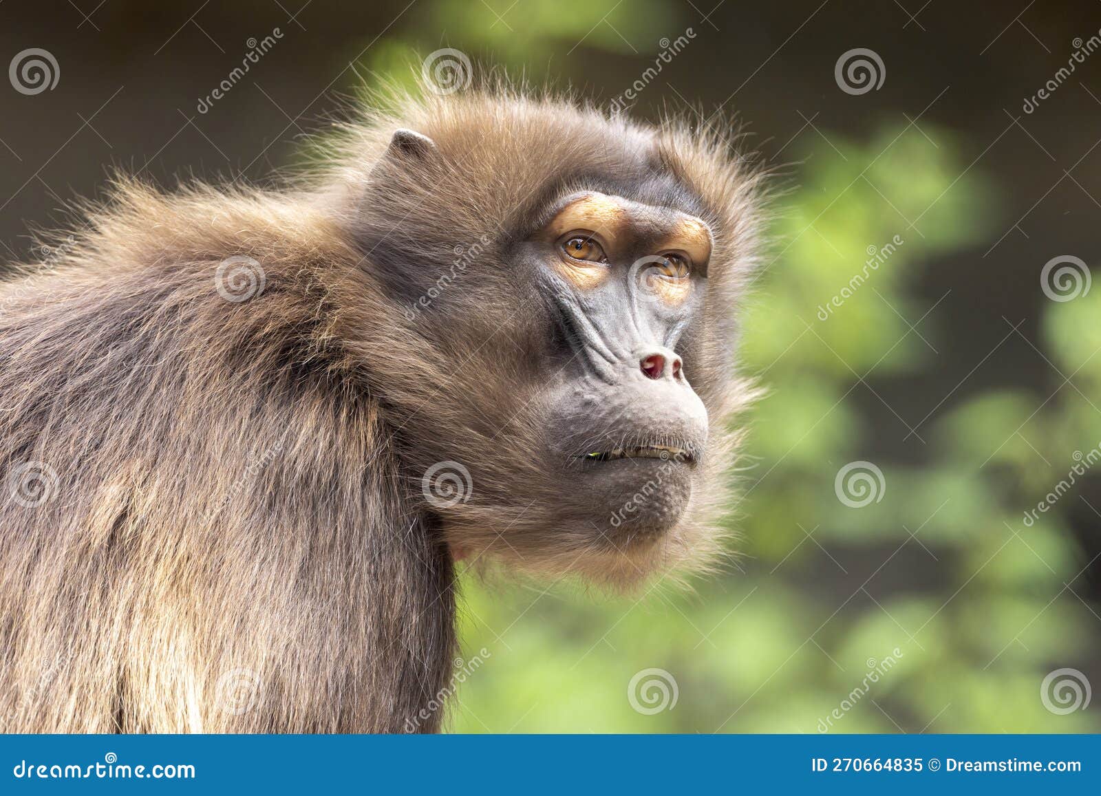 Female Gelada (Theropithecus Gelada) Stock Image - Image of africa ...