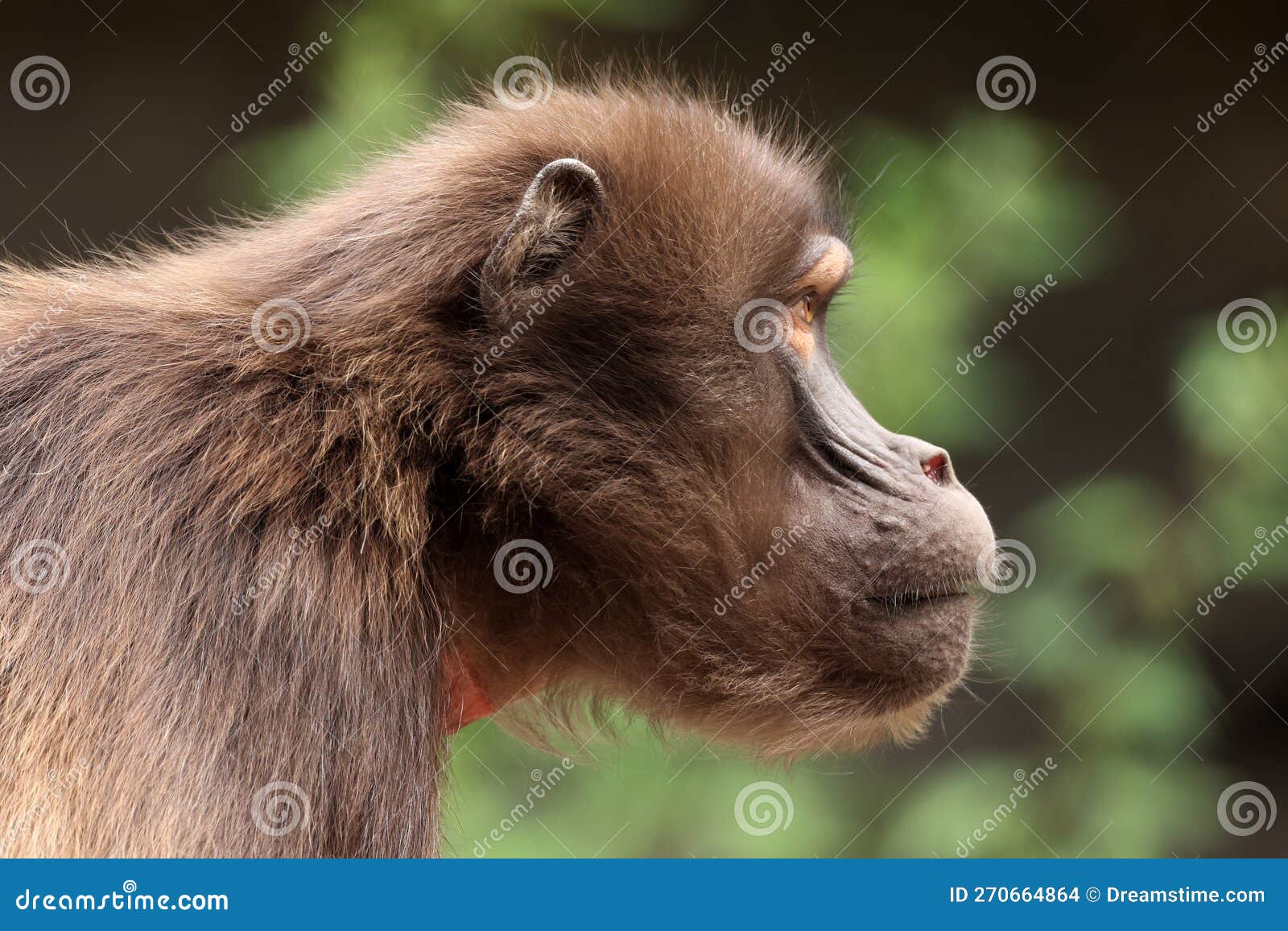 Female Gelada (Theropithecus Gelada) Stock Photo - Image of portrait ...