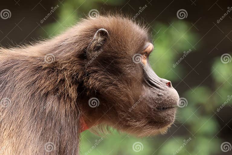 Female Gelada (Theropithecus Gelada) Stock Photo - Image of portrait ...