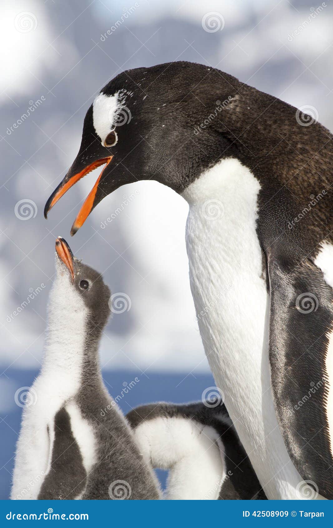 Female Gentoo Penguins With Open Beak And Chicks Stock Image - Image of ...