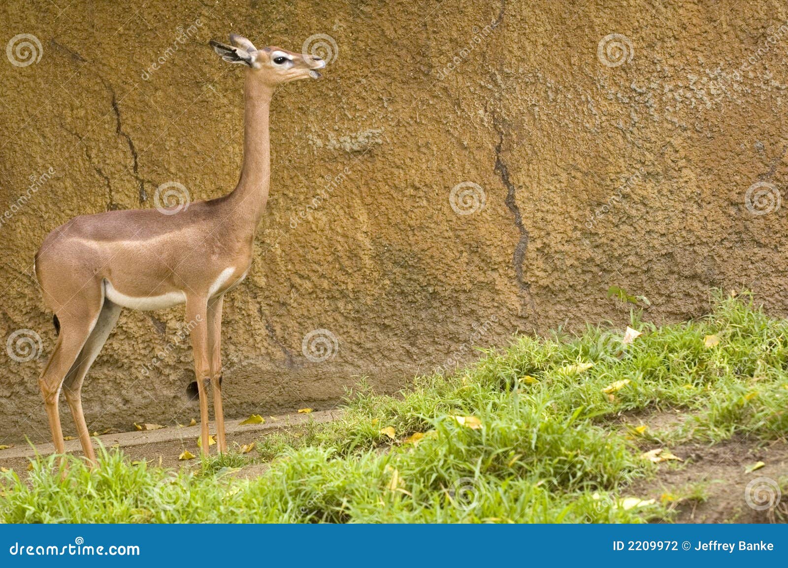 Female Gerenuk stock photo. Image of antelope, vegitarian - 2209972