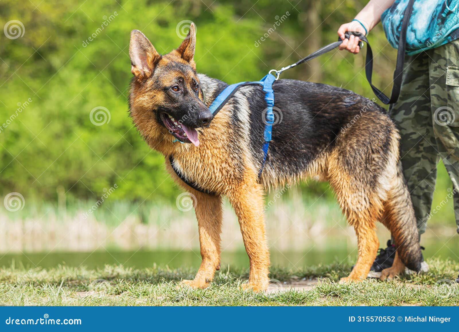 Female German Shepherd Dog on the Harness Stock Photo - Image of alert ...