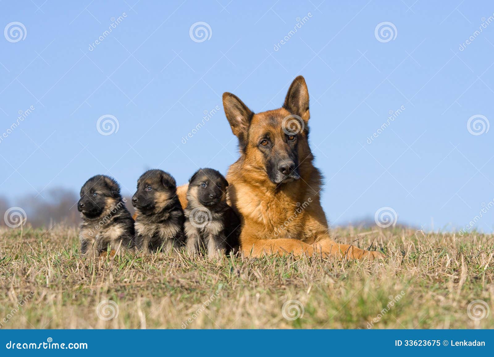 Female German Shepherd Dog With Puppies Royalty-Free Stock Photo ...